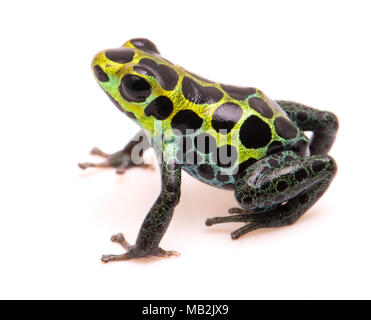 Poison frog (Ranitomeya variabilis), Peru Stock Photo - Alamy