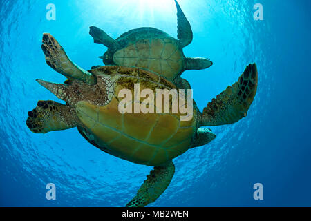 Pile of Turtles Stock Photo - Alamy