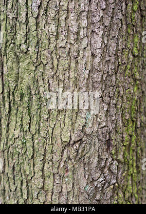 A closeup shot of the mossy bark of a tree in the forest of Vaud Alps ...