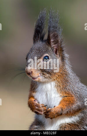 A close-up of a squirrel (Sciurus vulgaris ognevi) eating a nut Stock ...