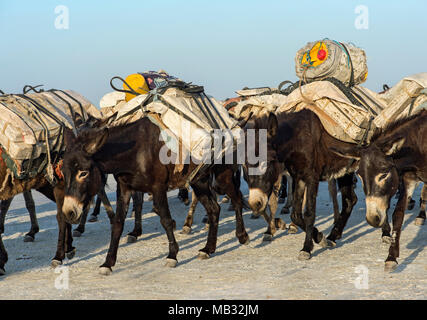 Donkeys transport salt blocks from the salt mines, Assale Salt Lake ...