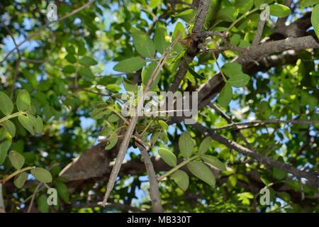 Stick insect (Bacillus atticus atticus), a coastal species of Southern ...
