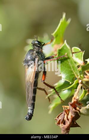 Kermes Oak, Quercus coccifera, Argolis, Peloponnese, Greece Stock Photo ...