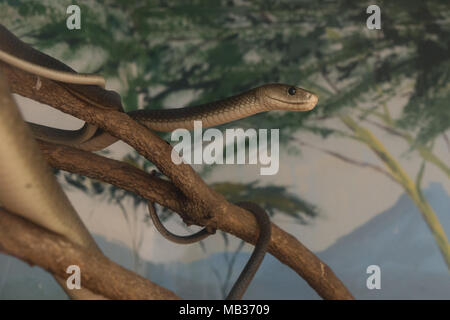 Black Mamba, Dendroaspis polylepis, Elapidae, Southern Africa Stock ...