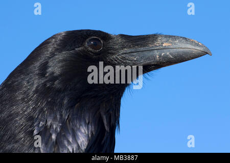 Black crow at Arches National Park in Utah, USA Stock Photo - Alamy
