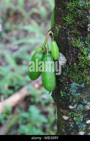 Bilimbi tree (Averrhoa bilimbi) fruit. This plant is also known as the ...