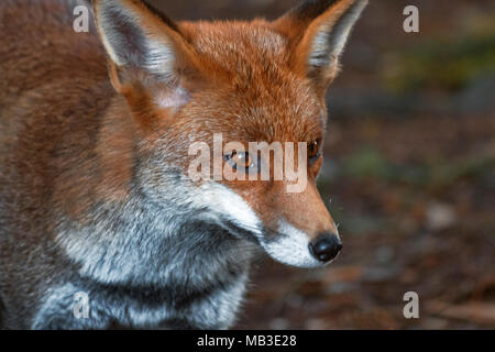 Wild Red Fox (Vulpes vulpes) scavenging in a natural woodland forest setting. Peering intently ...