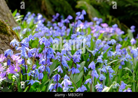 Early spring bluebells at Waddeson Manor, Buckinghamshire, England ...