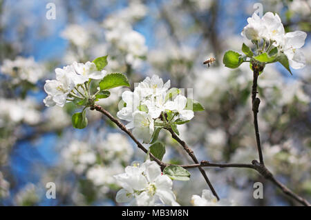A small bee flying around white flowers under the sunlight Stock Photo ...