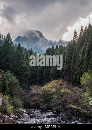Kobaru, Oita, Kyushu, Japan. Forest Landscape. Cryptomeria japonica ...