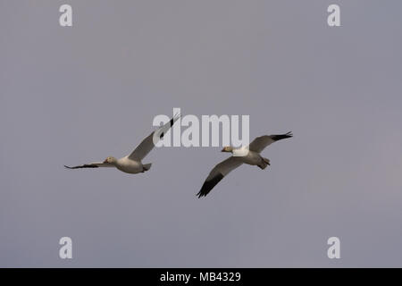 Snow geese flying up North Stock Photo - Alamy