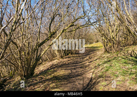 Coppiced hazel trees in Wensleydale Stock Photo - Alamy