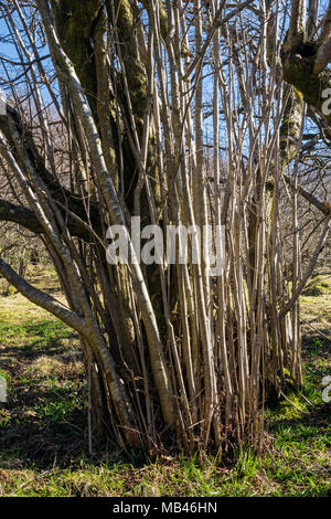 Coppiced hazel woods Stock Photo - Alamy