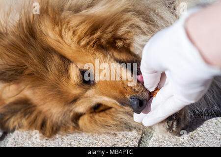 a medical health check on a shetland sheepdog Stock Photo - Alamy