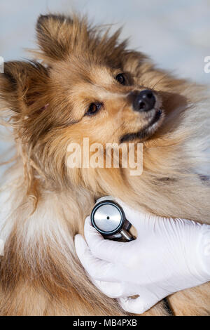 a medical health check on a shetland sheepdog Stock Photo - Alamy
