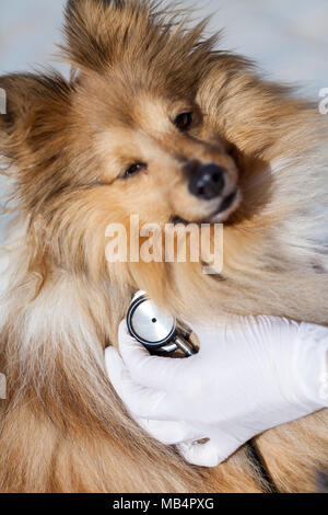 a medical health check on a shetland sheepdog Stock Photo - Alamy