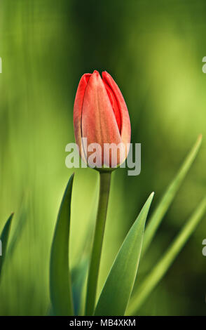 beautiful colorful tulip Stock Photo - Alamy