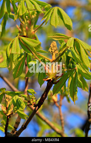 Chestnut tree twig with new green buds. Latin name Aesculus ...