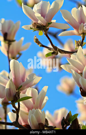 Spring time: blooming magnolia tree Stock Photo - Alamy