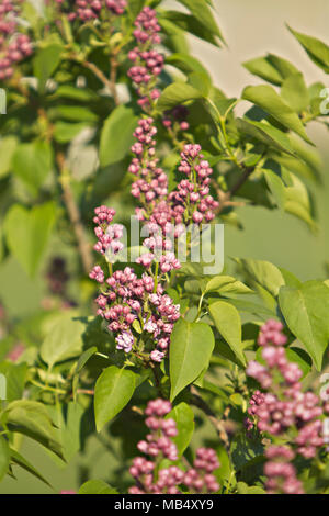 Lilac flower pink spring background. Springtime in the lilac park ...
