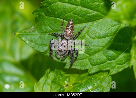 australian jumping spider, brisbane, australia Stock Photo - Alamy