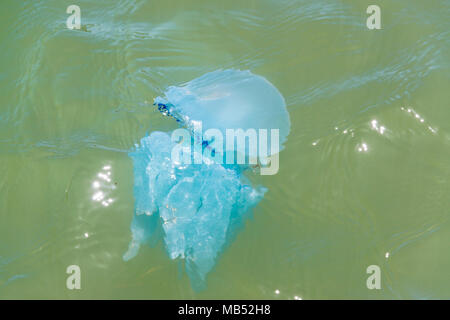 Blue Blubber (Catostylus mosaicus) Jellyfish washed up on a beach at ...