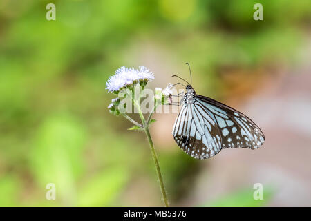 Glassy Tiger (Parantica aglea) perching on plant Stock Photo - Alamy