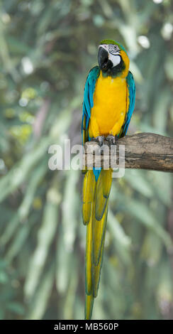 Yellow and blue Macaw, a Brazilian bird Stock Photo - Alamy