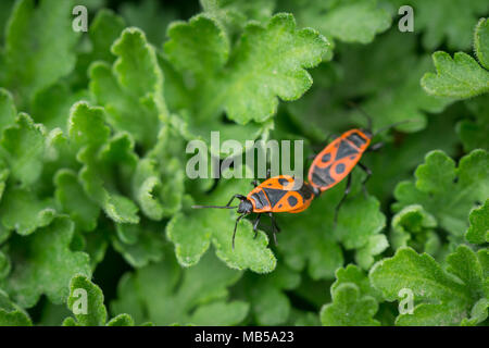Mating of the firebug, Pyrrhocoris apterus on the leaf. High resolution ...
