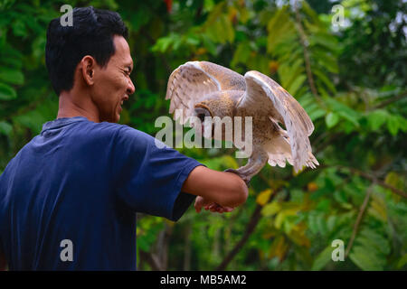 close up of man holding Barn Owl / Tyto Alba - Indonesia Stock Photo ...