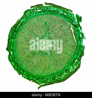 High resolution light photomicrograph of pine tree wood cross section ...