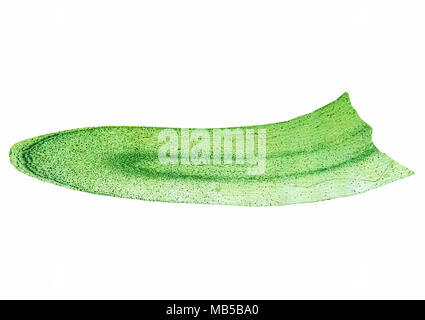Light photomicrograph of Corn root tip cross section seen through ...