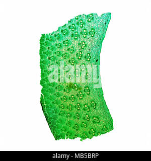 Light photomicrograph of Bamboo Stem cross section seen through ...