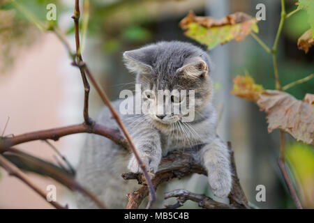 Little gray cat play on grapevine tree surrounded by autumn leaves ...