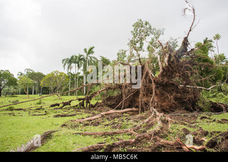 Massive fallen tree at Bicentennial Park after Cyclone Marcus hit in ...