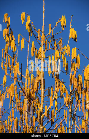 Hazelnut blossom in Germany in springtime Stock Photo - Alamy