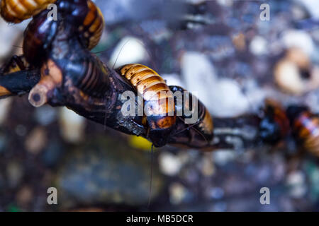 Giant Water Bug madagascar wildlife Stock Photo - Alamy