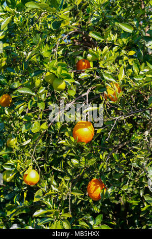 Ripe Florida oranges in a citrus grove Stock Photo - Alamy