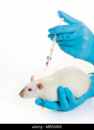 Scientist with syringe and rat on white background, closeup. Animal ...
