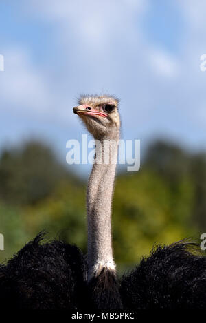 Profile Ostrich Close up portrait, Close up ostrich head with long neck ...