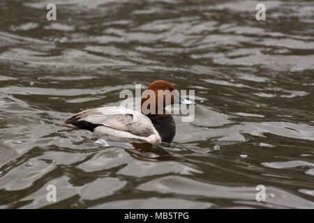 Closeup of a canvasback bird swimming on a lake under the sunlight in Colorado, the US Stock ...