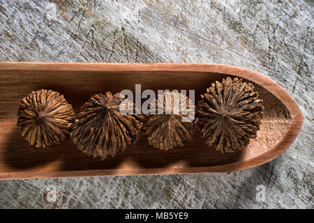 Ecuadorian black walnut called tocte Stock Photo - Alamy