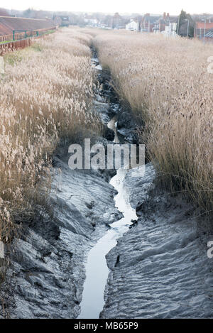 reed zone at the edge of coastal wetland with sign of the Lower Saxony ...