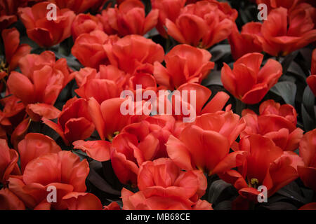 Freshly shorn Black sheep Stock Photo - Alamy