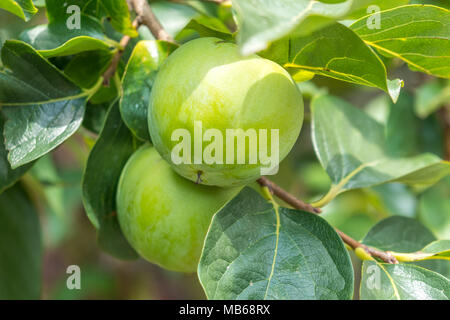 Close-up of an immature persimmon fruit that presents a malformation in ...