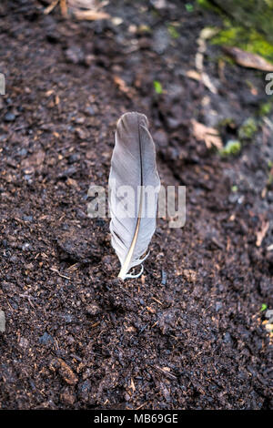 feather stuck in ground Stock Photo - Alamy