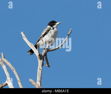 Grey Butcher Bird of Western Australia Stock Photo - Alamy