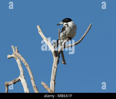 Grey Butcher Bird of Western Australia Stock Photo - Alamy