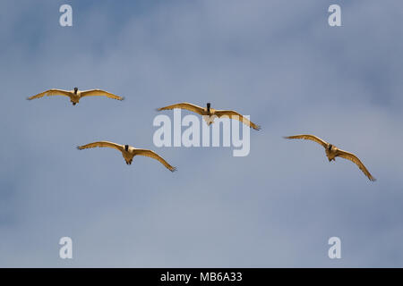 Group of White Ibis at a Park in Florida Stock Photo - Alamy