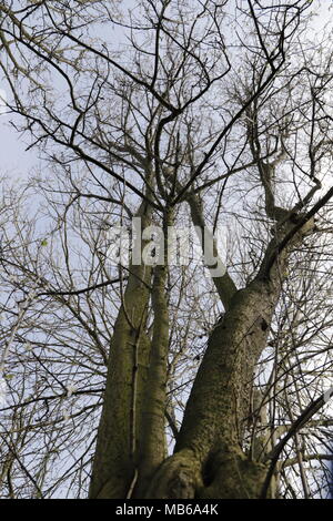 Frog perspective on old forest canopy in autumn what like to hang like ...